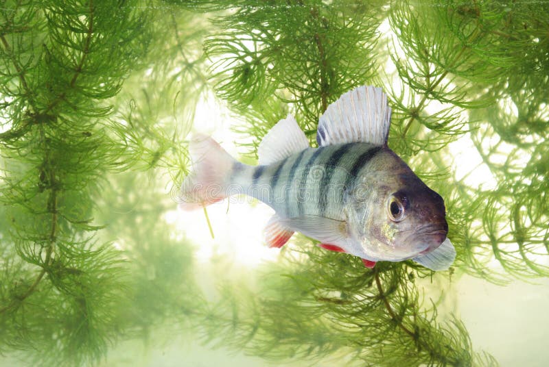 Swimming in water perch stock photo. Image of nature - 10356932