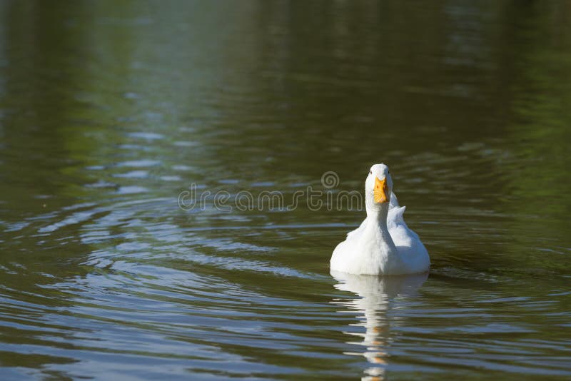 Swimming White Duck Facing Forward Stock Image - Image of nature, white ...