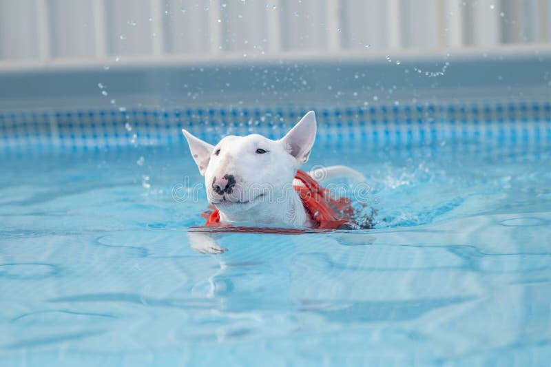Swimming White Mini Bull Terrier in the Pool Stock Photo - Image of ...