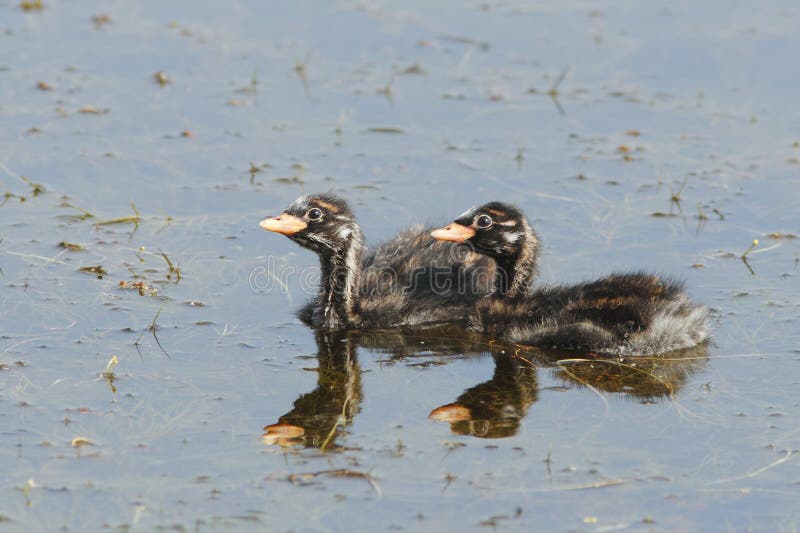 Little Grebe Bird Natural Nature Wallpaper India Stock Photo - Image of ...
