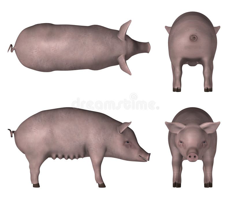 Swine stock illustration. Illustration of poly, render - 11599703