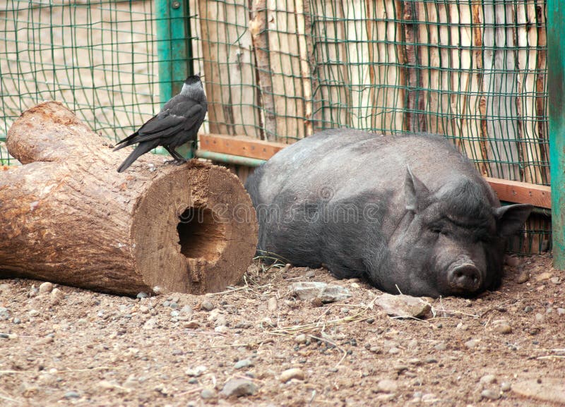 Sleeping Raven on Light Post Stock Photo - Image of morning, clouds ...