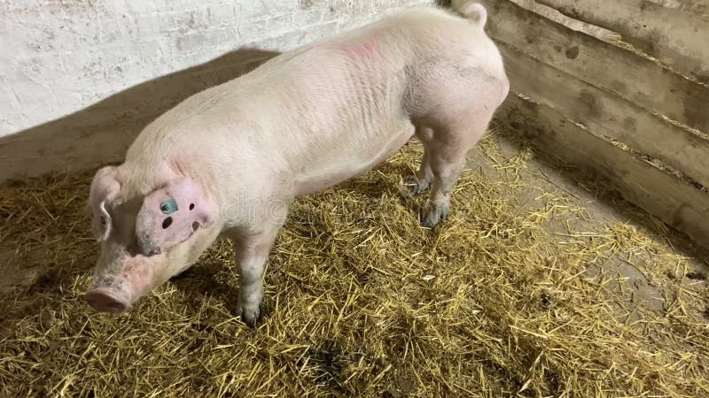 Swine. Close Up View. Pig on the Farm. Stock Image - Image of piglet ...