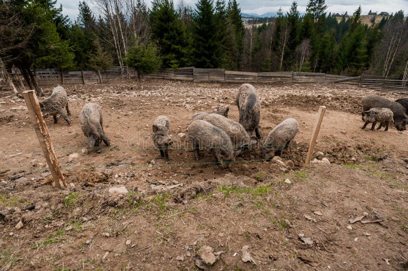 Swine Foraging in a Rustic Farm Setting Amidst a Backdrop of Evergreen ...