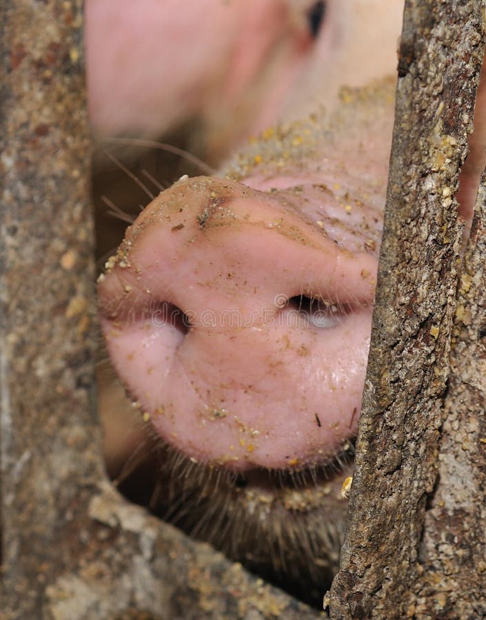 Swine Snout Picture. Image: 15373175