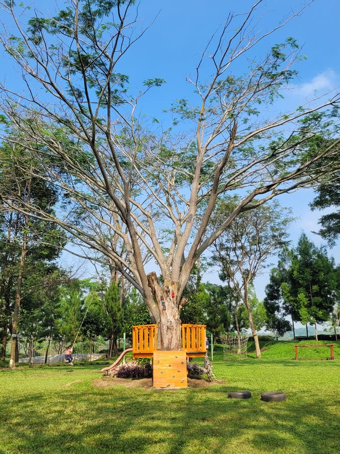 Swing on the Big Tree editorial stock photo. Image of house - 262404538