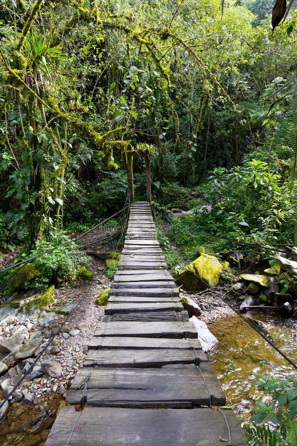 Swing Bridge Rain Forest Stock Photos - Free & Royalty-Free Stock ...
