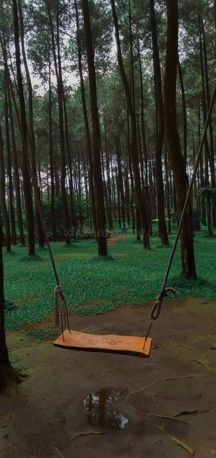 Swing in the Forest Portrait Wallpaper Stock Image - Image of swing ...