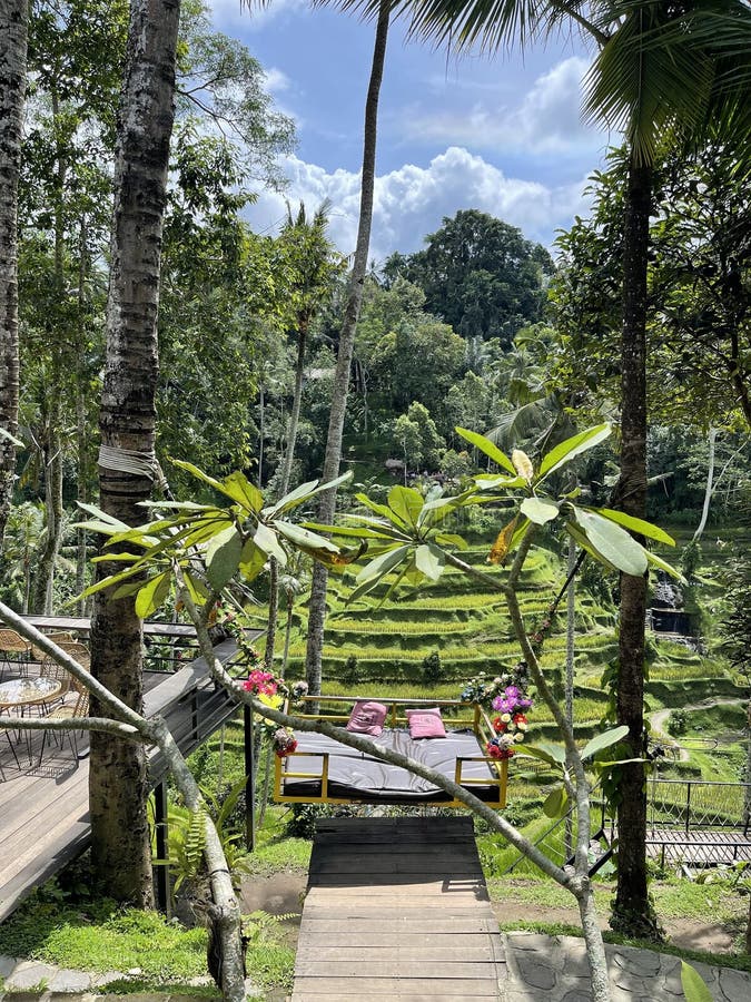 Rice Terrace Field, Ubud, Bali, Indonesia. Stock Image - Image of ...