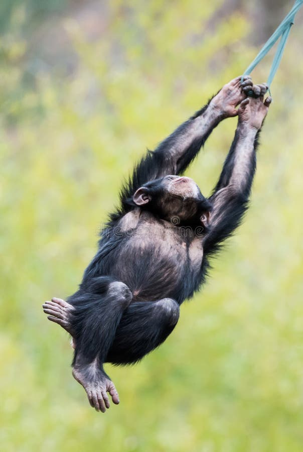 Swinging Chimp III stock image. Image of monkey, baby - 52679999