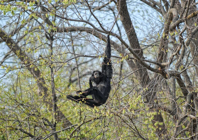 Monkey swinging stock image. Image of primate, jungle - 28571353
