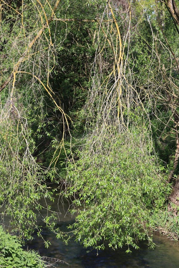 Swinging over the Water stock photo. Image of strange - 377379592