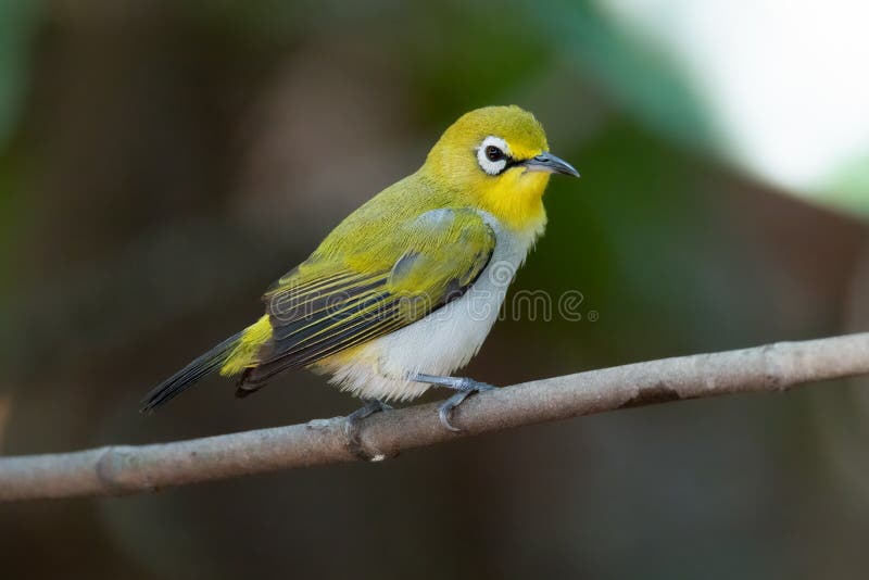 Swinhoe`s White-eye stock image. Image of wildlife, tree - 250088493
