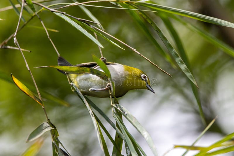 Swinhoes White Eye, Zosterops Simplex Stock Image - Image of zoology ...