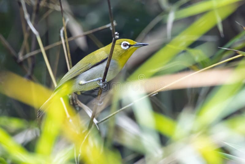 Swinhoes White Eye, Zosterops Simplex Stock Photo - Image of simplex ...