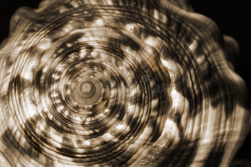 Swirl Shell stock image. Image of fanciful, educated, concentric - 9368633