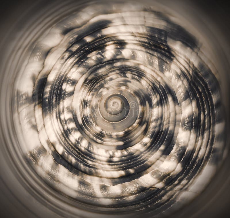 Swirl sea shell 2 stock photo. Image of shell, desaturation - 52669048