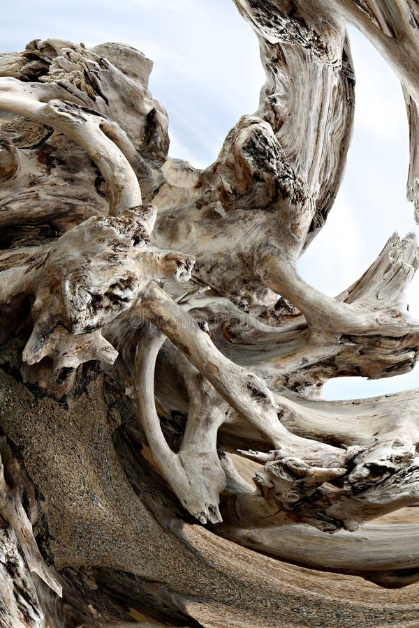 Swirled Root System of Weathered Eroded Tree Trunk Washed Up on the ...