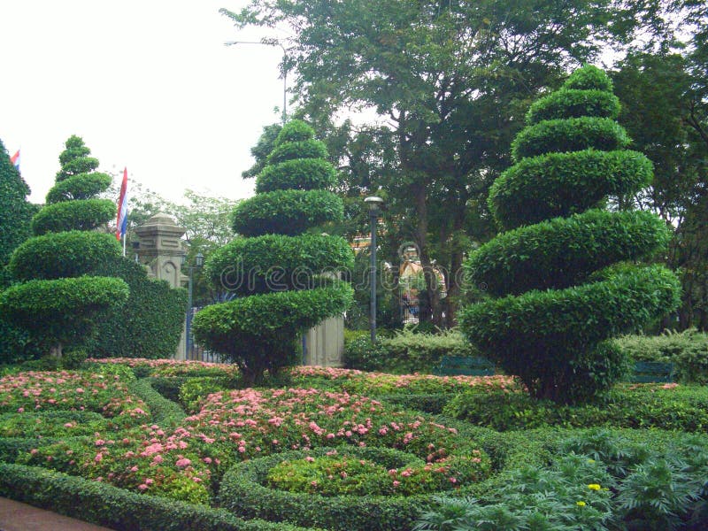 Swirling cone shaped trees stock image. Image of swirling - 49046193