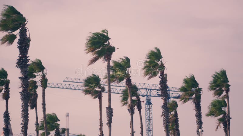 Swirling Palm Trees in Wind Stock Footage - Video of palm, environment ...