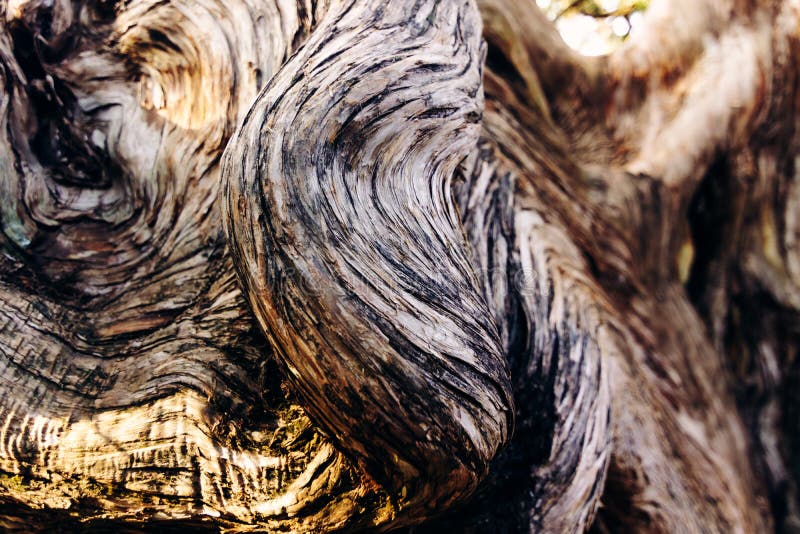 The Swirling Texture of the Deformed Trunk of a Large Old Juniper Tree ...