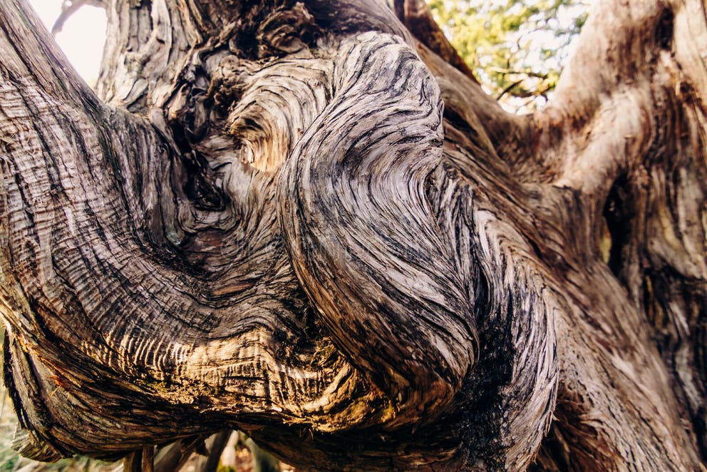 The Swirling Texture of the Deformed Trunk of a Large Old Juniper Tree ...
