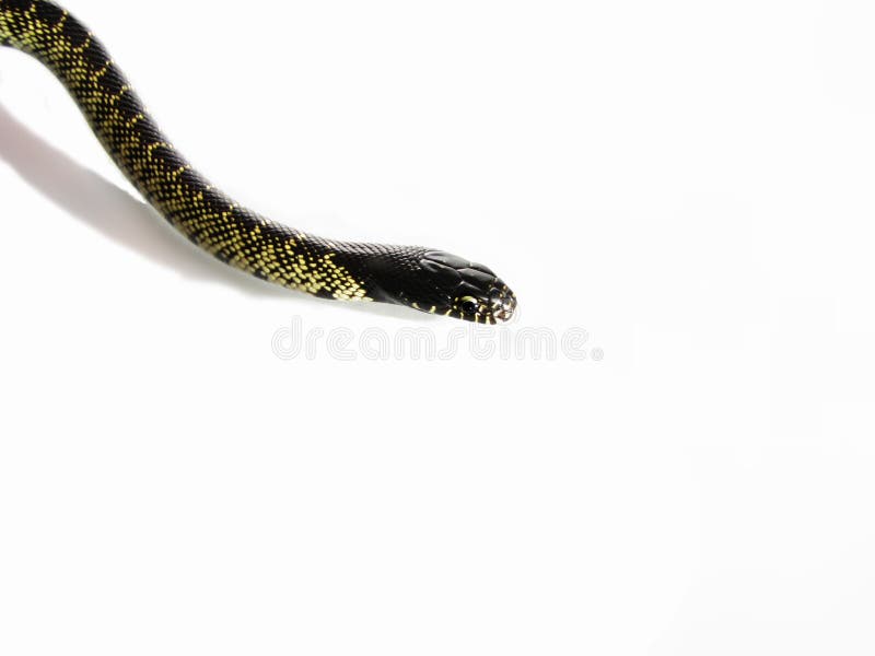 Swirling world stock image. Image of swirl, black, snake - 7149197