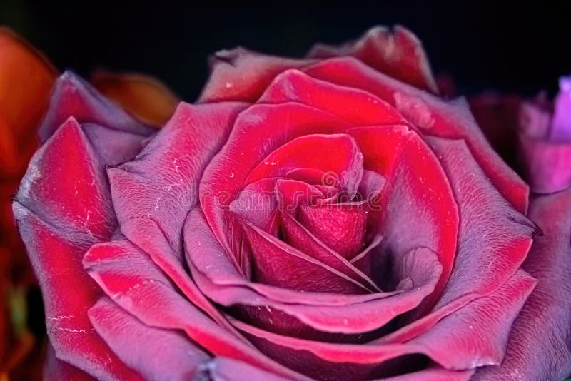 The Swirls of a Red Edged Rose Stock Image - Image of closeup, flowers ...