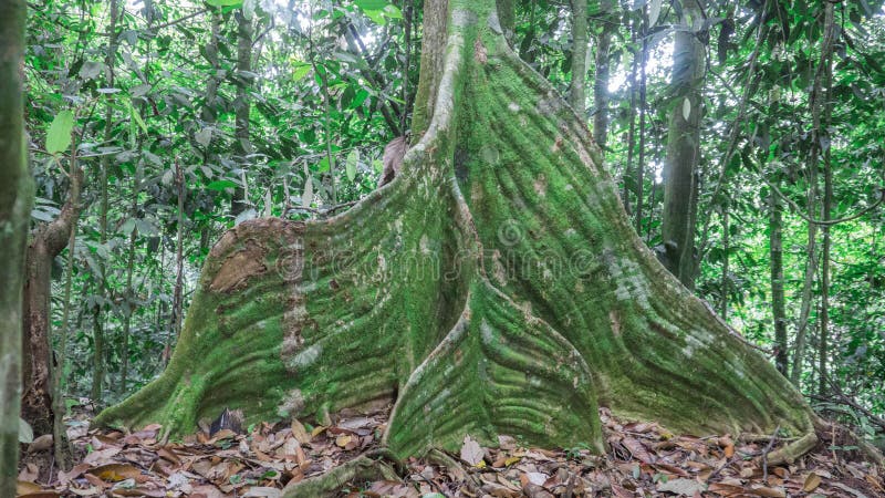 Swirly tree base stock photo. Image of text, travel, ground - 68539586