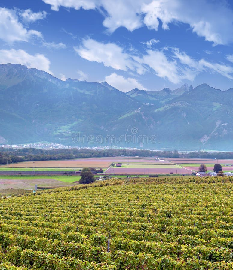 Swiss agriculture stock photo. Image of europe, fresh - 213113072