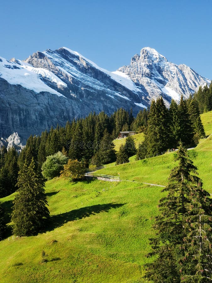 Swiss Alps and Green Meadow Stock Photo - Image of pine, hiking: 13336776