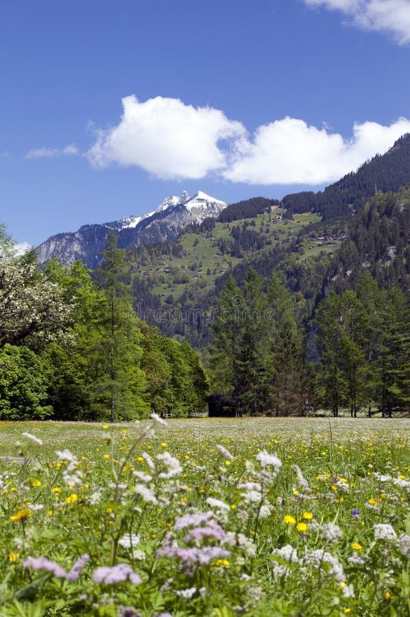 Swiss Alps Spring Meadow with Mountain View Stock Photo - Image of ...