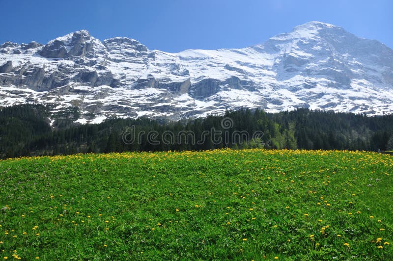 Springtime stock image. Image of vivid, petal, bright - 24371385