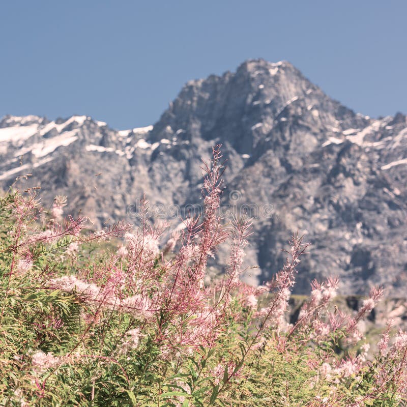 Swiss Apls with Wild Pink Flowers Stock Photo - Image of blossom ...