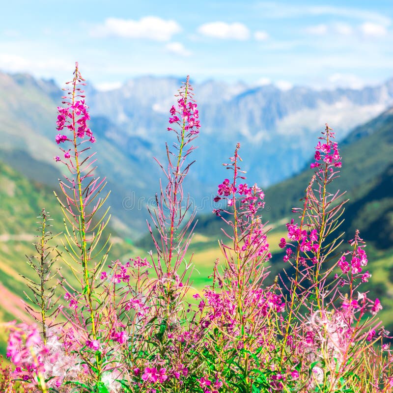Swiss Apls with Wild Pink Flowers Stock Image - Image of clear, floral ...