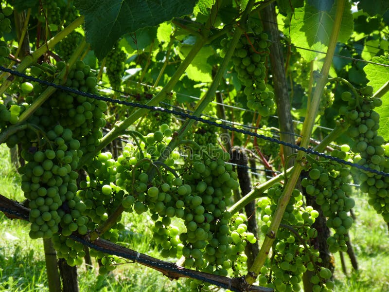 Swiss backyard Vineyard stock photo. Image of vineyard - 159095306