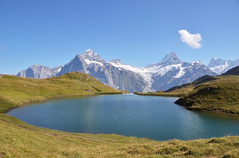 Swiss Bernese Alps stock image. Image of land, herd, jungfrau - 33025583