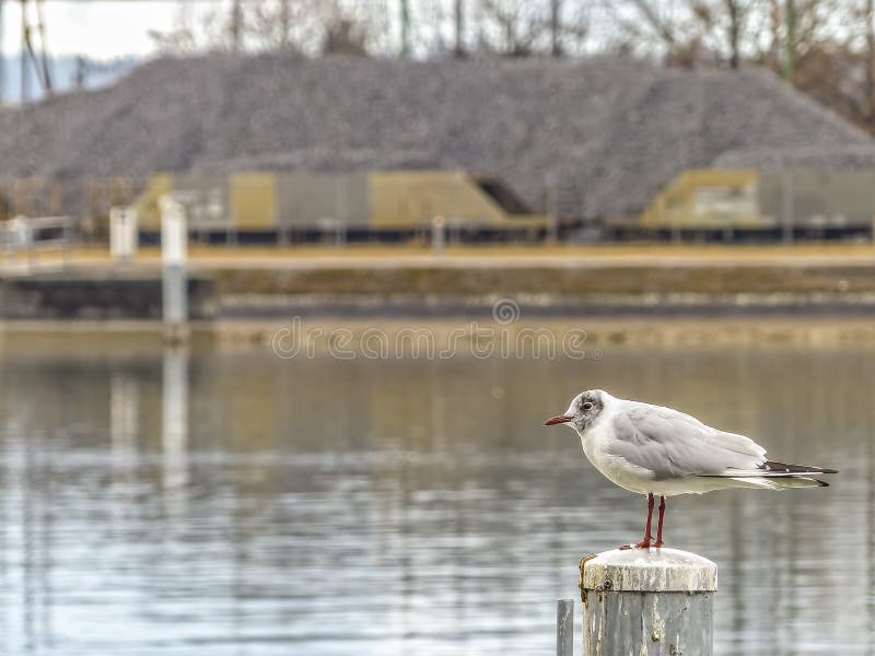Swiss bird stock image. Image of bird, bright, colors - 91612067
