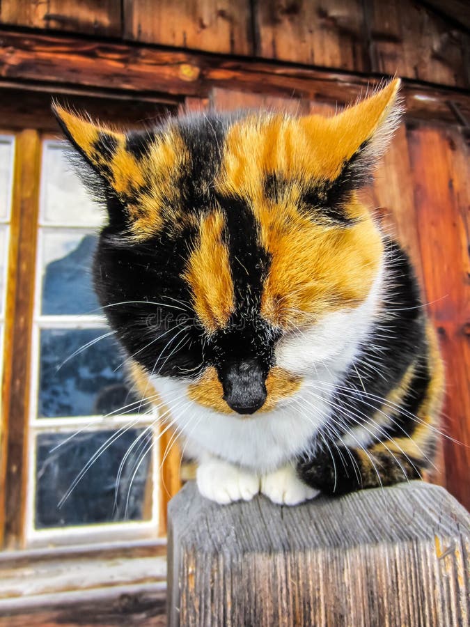 Swiss Cat Waiting for a Pet Stock Photo - Image of farm, breed: 80292644