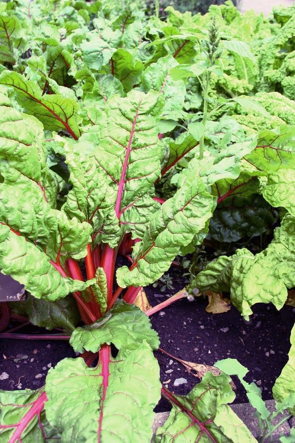 Closeup of Swiss Chard Stalks Stock Photo - Image of mangold, harvest ...