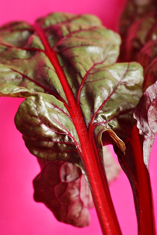 Swiss chard stock photo. Image of root, fresh, colorful - 7470424