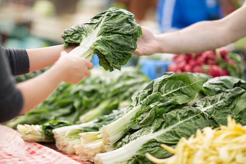 Swiss Chard Bunch Raw and Fresh Stock Image - Image of measuring ...