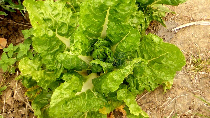 Swiss chard in a garden stock photo. Image of food, summer - 183302954