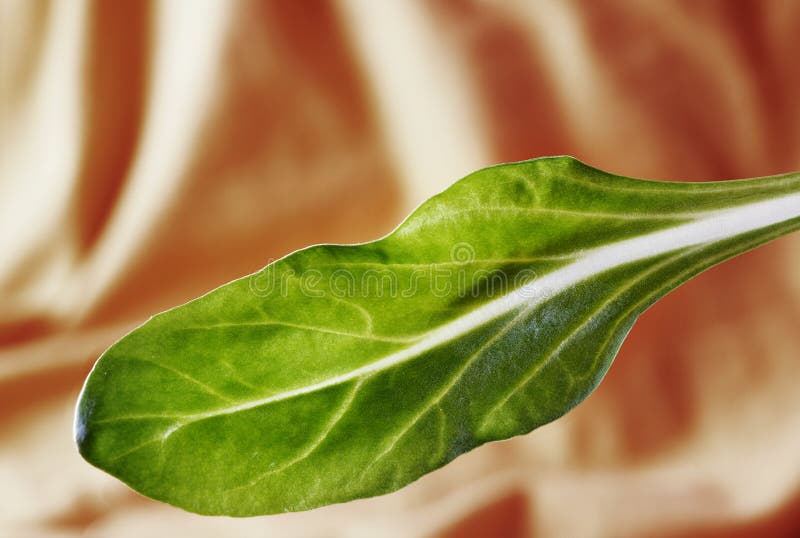 Swiss chard green leaf stock photo. Image of healthy - 176873152