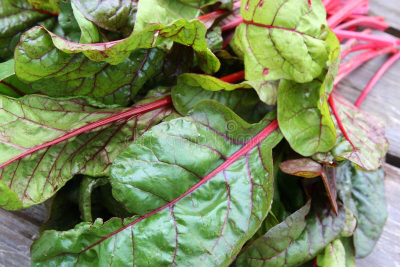 Swiss Chard stock image. Image of summer, close, vegetarian - 43298997
