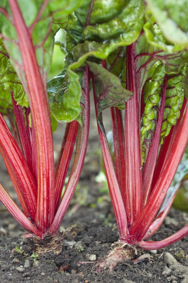 Closeup of Swiss Chard Stalks Stock Photo - Image of mangold, harvest ...