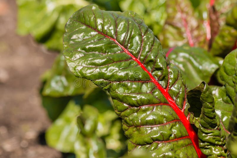 Closeup of Swiss Chard Stalks Stock Photo - Image of mangold, harvest ...