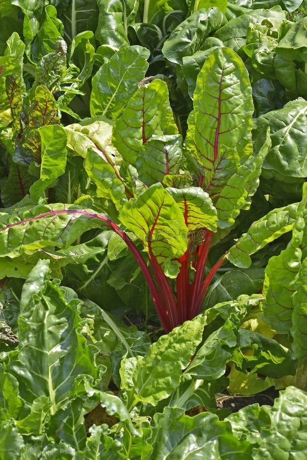 Swiss Chard Growing in a Vegetable Garden Stock Image - Image of garden ...