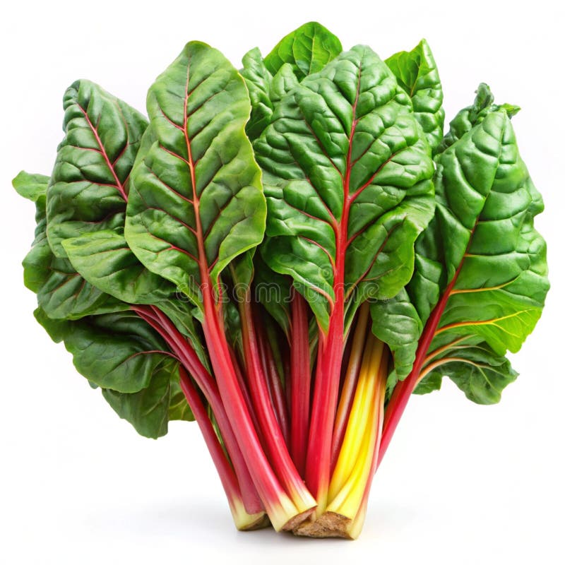 Swiss Chard Isolated on White Background Stock Illustration ...