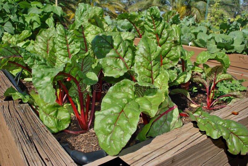 Box with rhubarb stock photo. Image of harvesting, rhubarb - 19708560